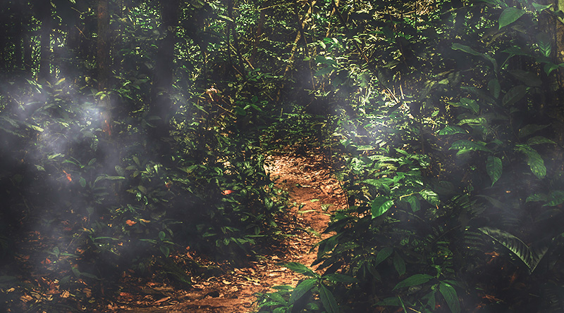 The Grey Path - Badgers Crossing